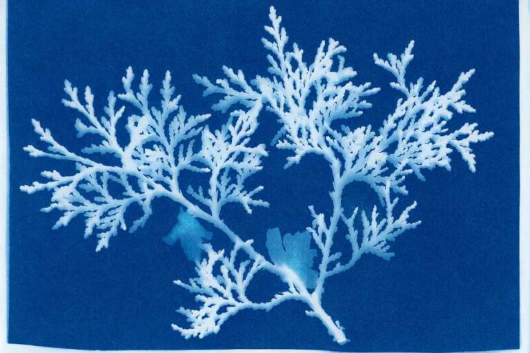 Cyanotype Photography: Exploring Blue-Toned Images - Pintando.org