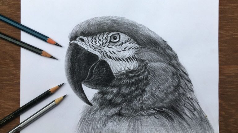 Drawing a Realistic Macaw: Pencil Sketch Tutorial - Pintando.org