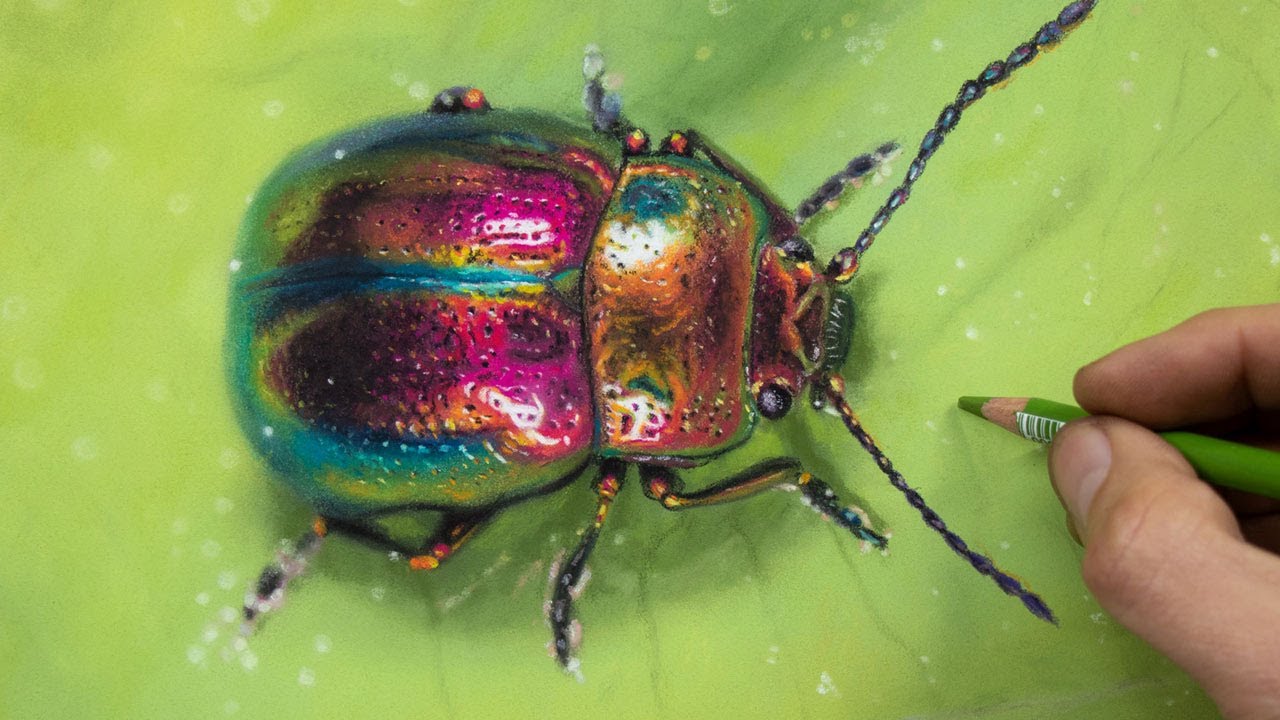 Captivating Beetle: Pastel Pencil Drawing Overview - Pintando.org