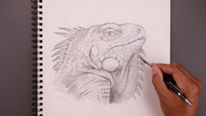 How To Draw an Iguana: Tutorial - Pintando.org