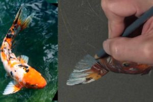 Koi Fish Drawing: Colored Pencils - Pintando.org