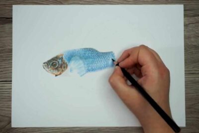 Draw Realistic Fish Scales: Colour Pencil Tutorial - Pintando.org