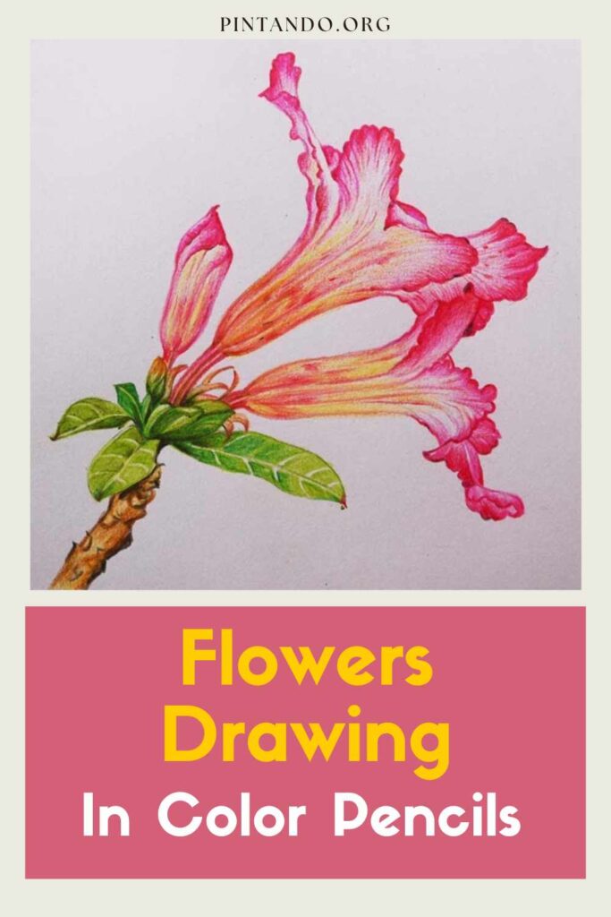 Flowers Drawing: In Color Pencils - Pintando.org
