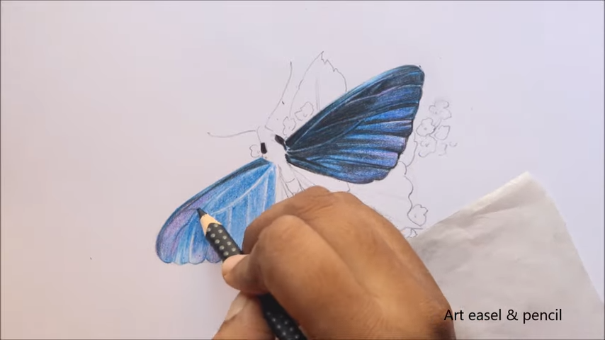 Blue Butterfly: Drawing in Color Pencils - Pintando.org