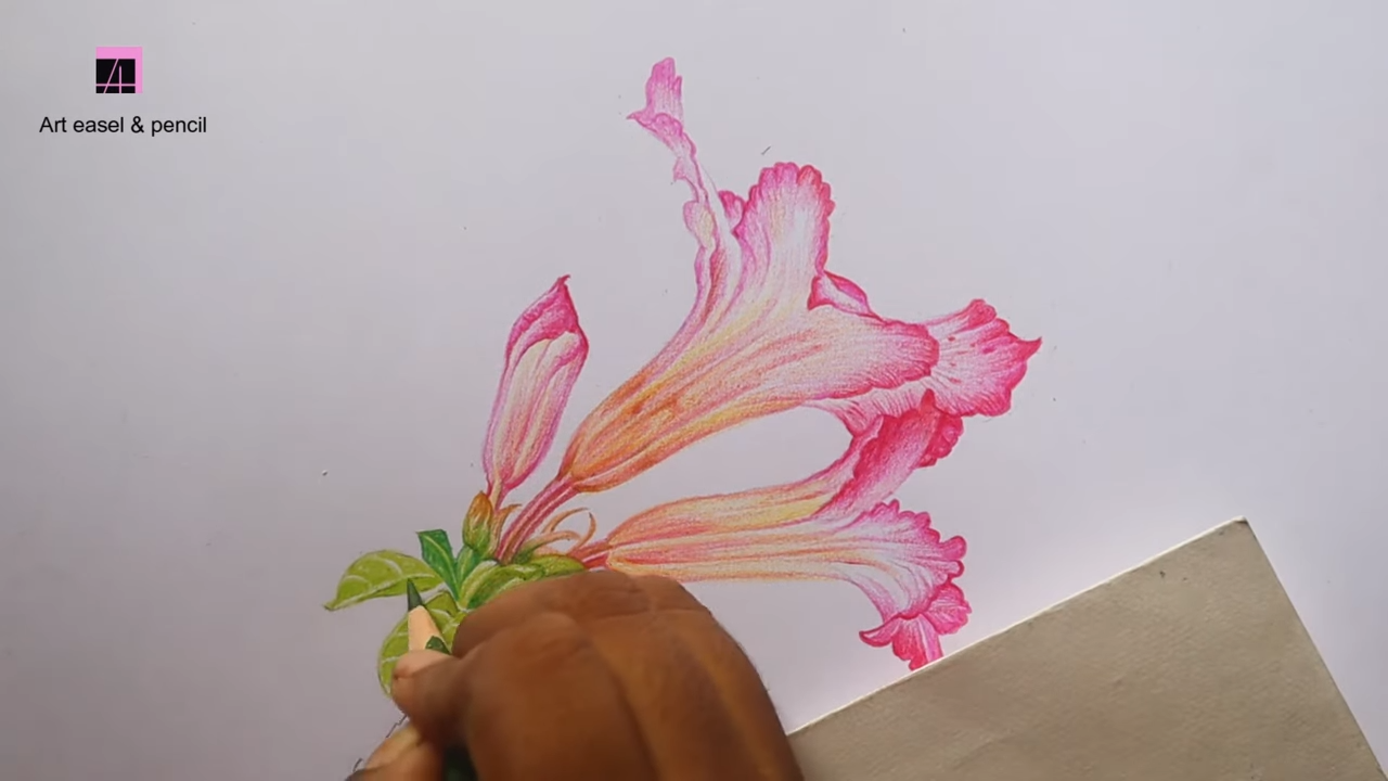 Flowers Drawing: In Color Pencils - Pintando.org