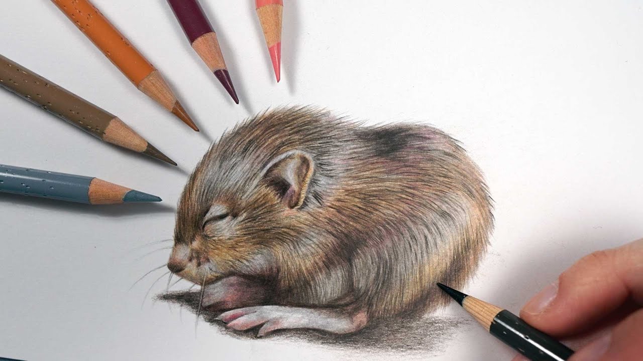 How To Draw Fur In 3 Steps: Colour Pencil Tutorial - Pintando.org